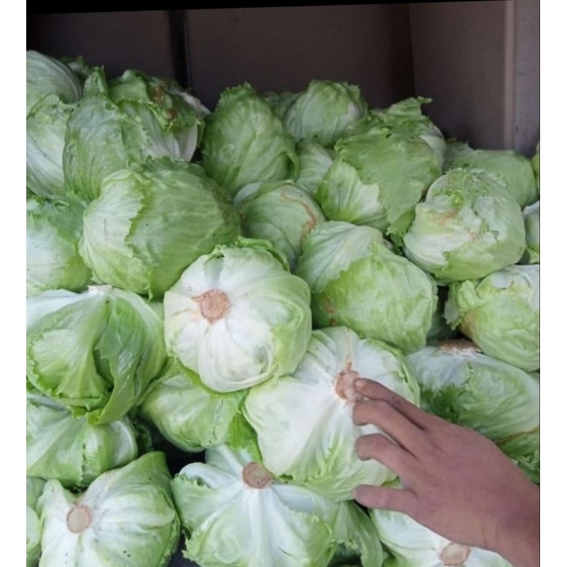 Jual LETTUCE SELADA BULAT, LETUS SAYUR KEBAB | Shopee Indonesia