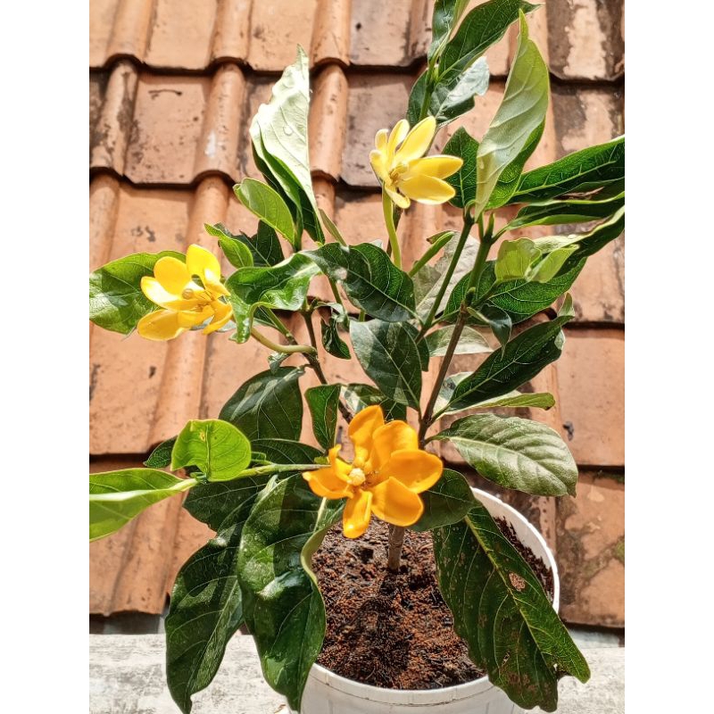 Jual Tanaman Bunga Gardenia Golden Carinata Kaca Piring Kuning Include ...