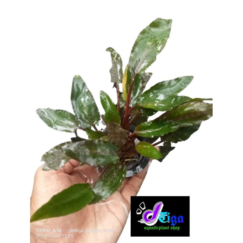 Jual cryptocoryne mioya tanaman aquascape | Shopee Indonesia