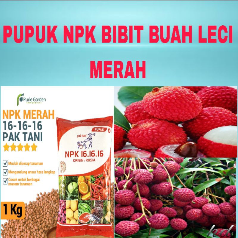 Jual Bibit Buah leci merah (SIAP BERBUAH) | Shopee Indonesia