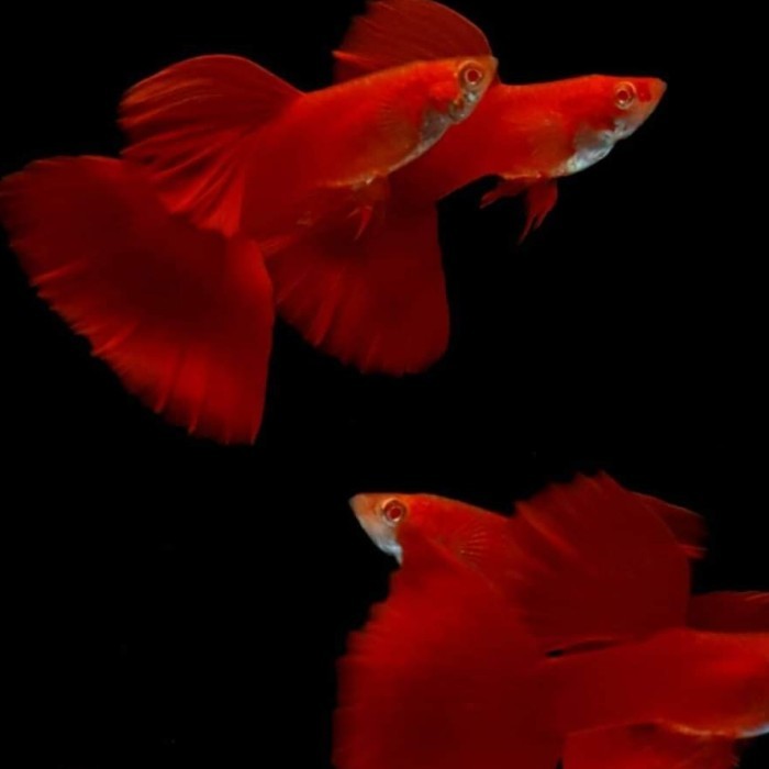 Jual packing Styrofoam ikan Guppy AFR || ikan hias | Shopee Indonesia