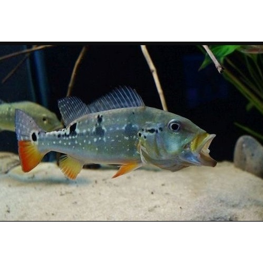 Jual Hiasan Aquarium Pbass Pinima (baca deskripsi) | Shopee Indonesia