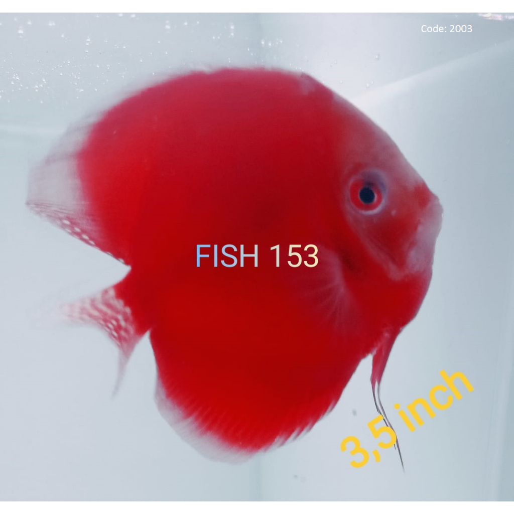 Jual Discus Red Golden Diamond RGD 2,5 inch s/d 4,5 inch | Shopee Indonesia