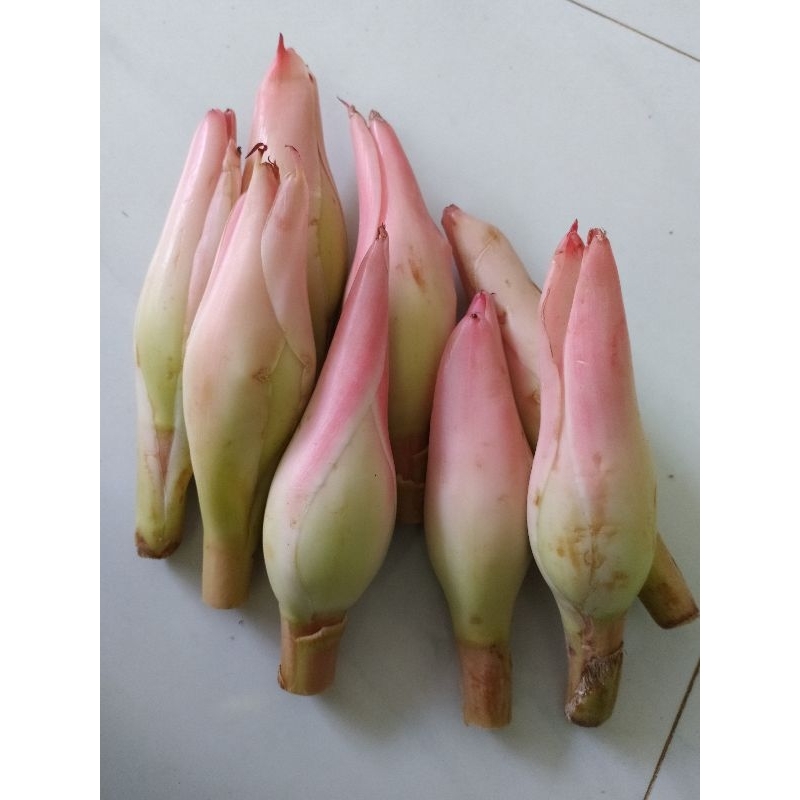 Jual Bunga Rias Kincung Honje Kecombrang 500g | Shopee Indonesia