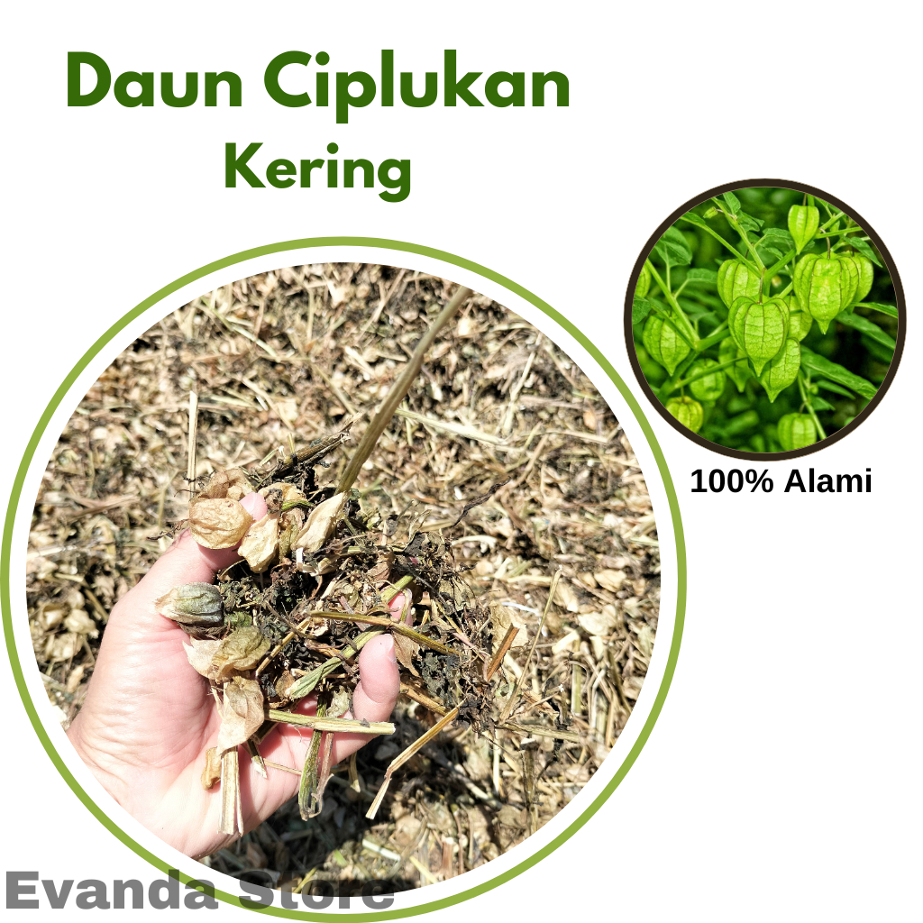 Jual Daun ciplukan / daun cecendet rempah kering kualitas premium ...