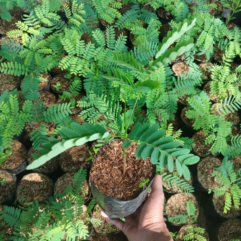 Jual [Khusus Cargo] Tanaman Solobium Parahyba atau Pakis Brazil 15-20 ...