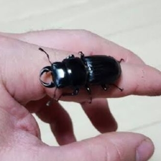 Jual taxydemi awetan Serangga baby dorcus 2.5 cm | Shopee Indonesia