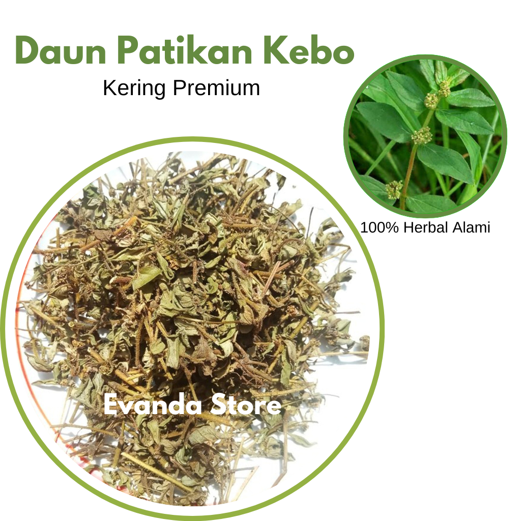 Jual Daun Patikan Kebo Kering ( Euphorbia Hirta ) | Shopee Indonesia