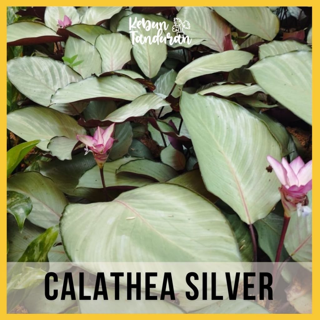 Jual Tanaman Indoor Calathea Silver Plate Tanaman Hias Kalatea Silver ...