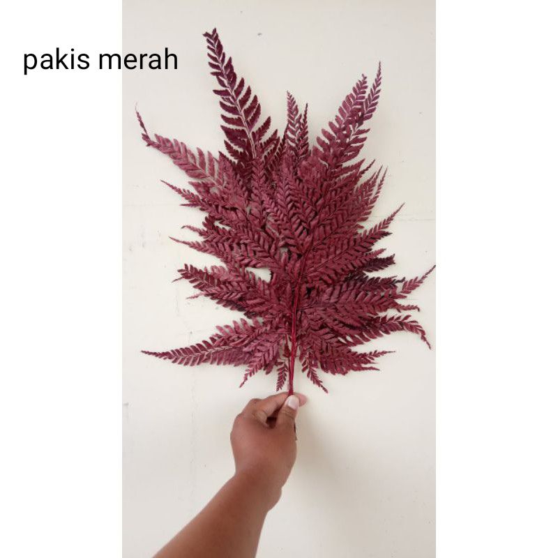 Jual daun pakis, pakis kering merah (isi 5 tangkai) | Shopee Indonesia
