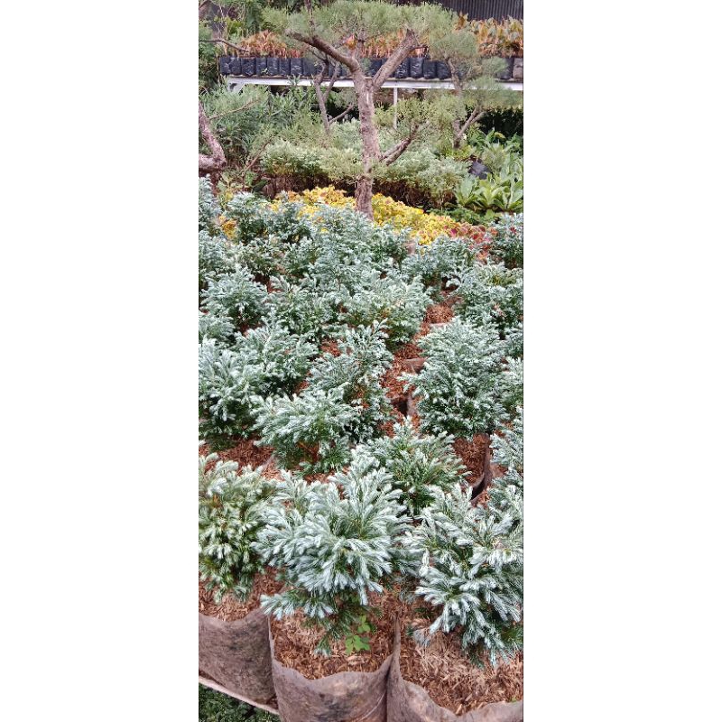 Jual Tanaman Cemara Perak Tahan Panas | Shopee Indonesia