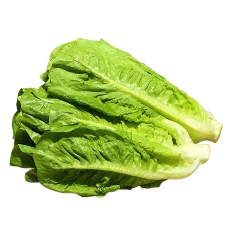 Jual Lettuce romaine (500 gr - 1 kg) | Shopee Indonesia