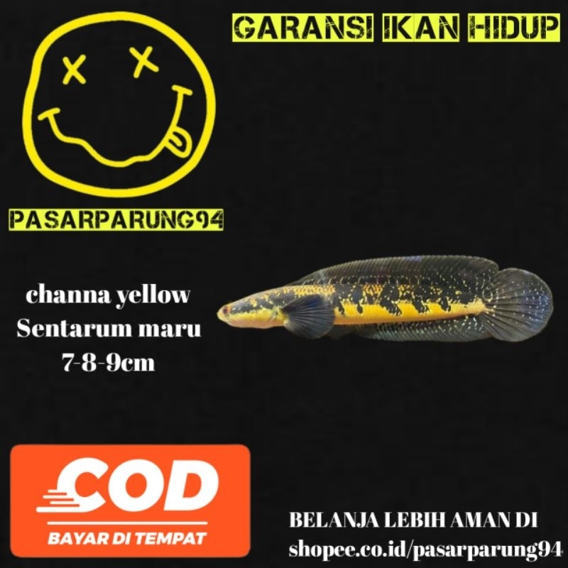 Jual kebutuhan aquarium Channa yellow Sentarum maru 8-10cm | Shopee ...