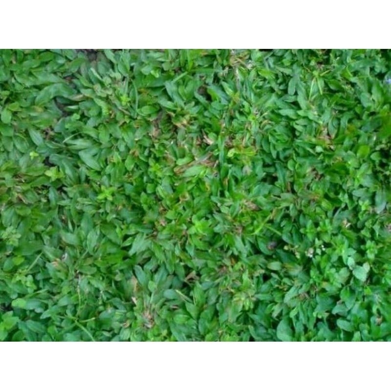 Jual PROMO!!! RUMPUT GAJAH MINI - UKURAN PER 1 AKAR/PER SOBEK - RUMPUT ...