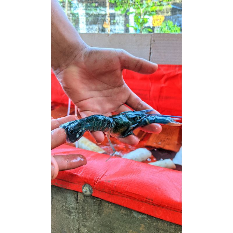 Jual Packing Styrofoam Lobster Air Tawar Uk Jumbo 6 Inc, Lobster Hasil ...