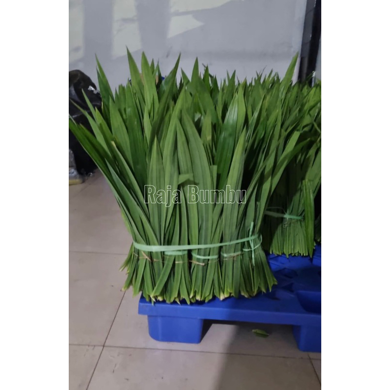 Jual DAUN PANDAN 1 ikat kecil | Shopee Indonesia