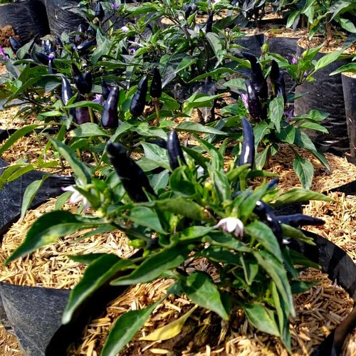 Jual Bibit Tanaman Cabai Hitam Black Knight / Cabe ( Sudah Berbunga ...