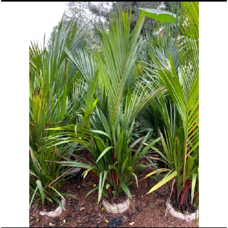 Jual PROMO!!! Tanaman Hias Palm Merah tinggi 1,5meter - tanaman palem ...