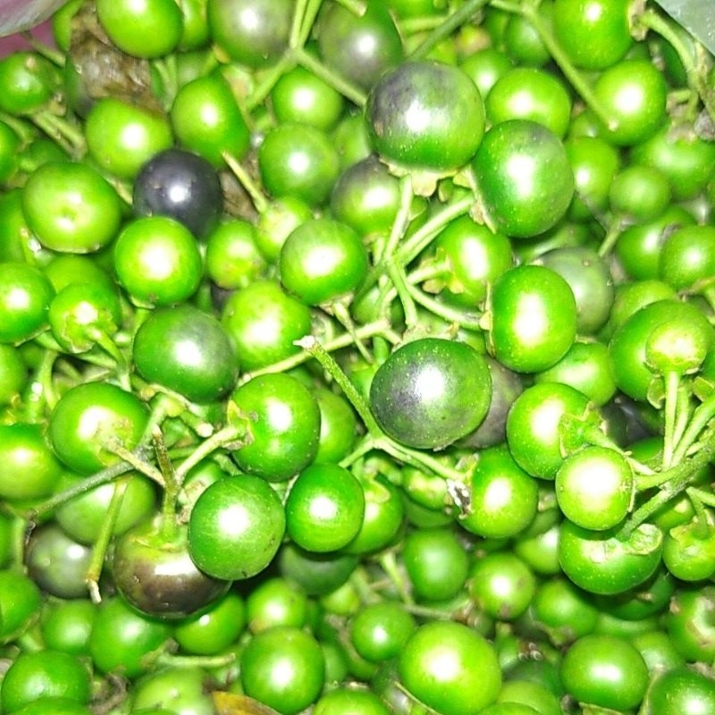 Jual Sayur Biji LEUNCA LENCA Leunca Lalap hijau sayur | Shopee Indonesia