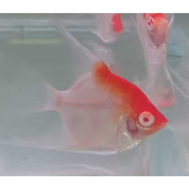 Jual Ikan Manfish Red Cap Albino RCA Ikan Layang Layang 2 cm s/d 8 cm ...