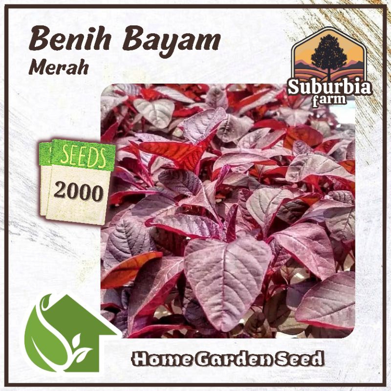 Jual 2000 Biji Benih Bayam Merah | Shopee Indonesia