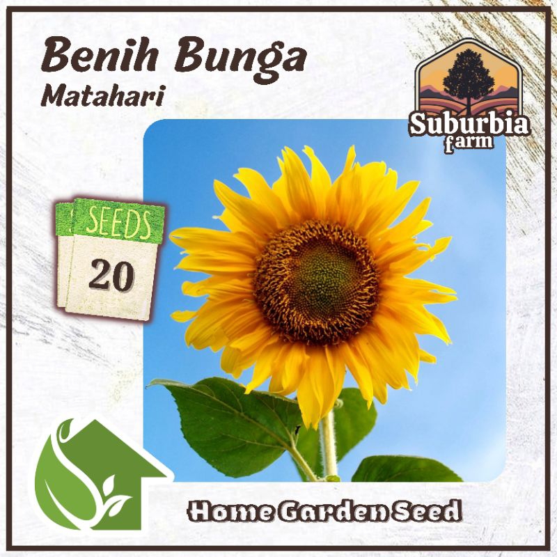 Jual 20 Biji Benih Bunga Matahari Bibit Sunflower | Shopee Indonesia