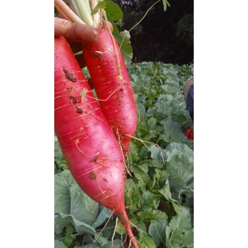 Jual LOBAK MERAH FRESH 500GR | Shopee Indonesia
