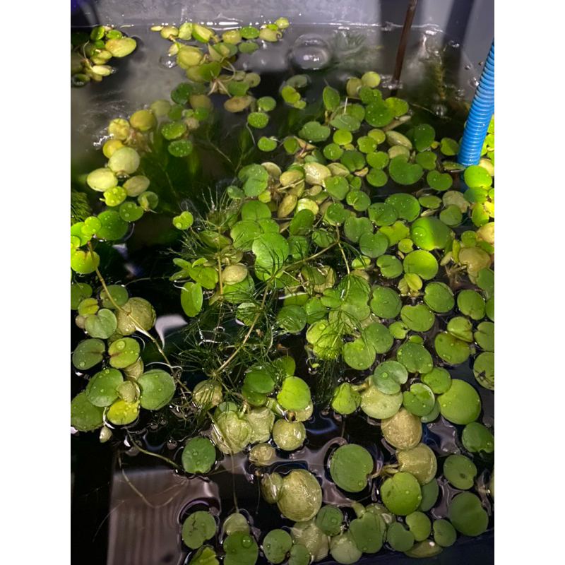 Jual Tanaman Air Apung Amazon Frogbit | Shopee Indonesia