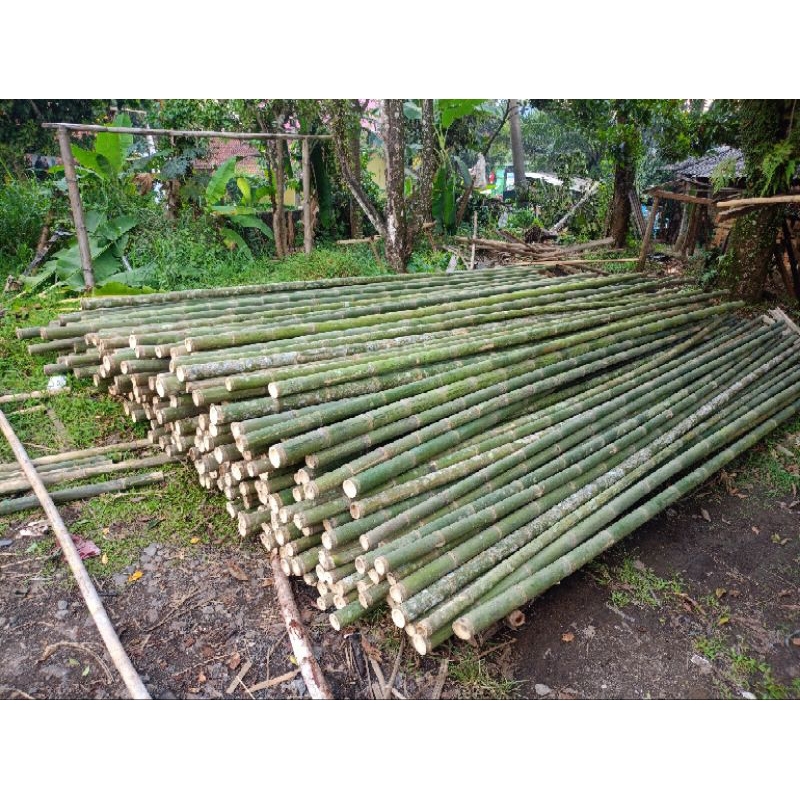 Jual bambu steger 7/10 panjang 6meter | Shopee Indonesia