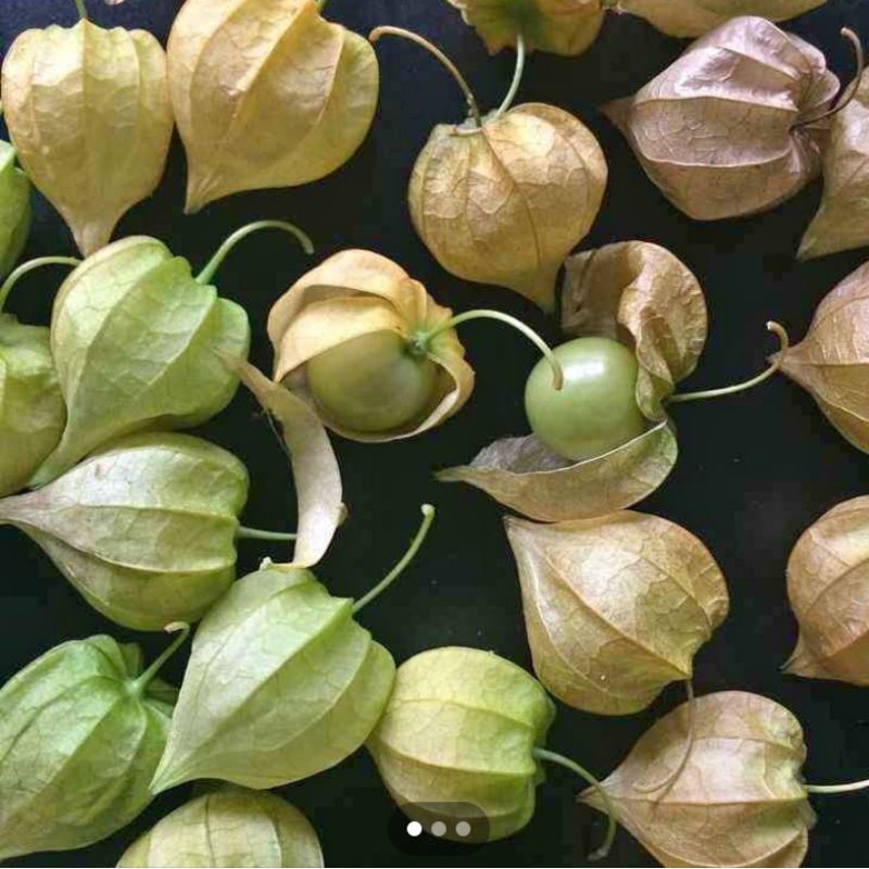 Jual Buah CECENET / CIPLUKANFRESS | Shopee Indonesia