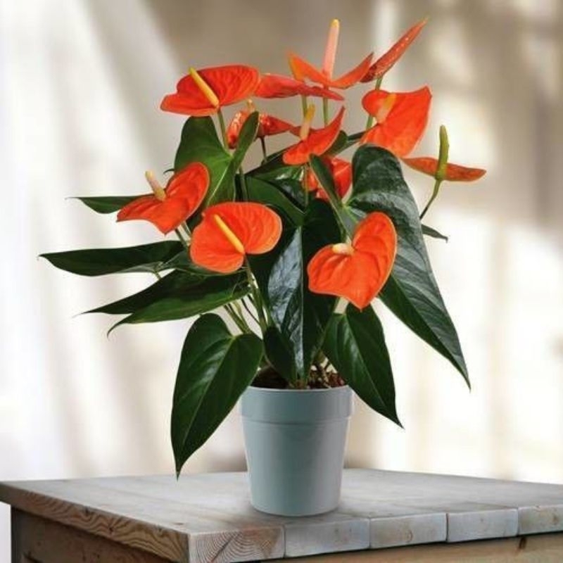 Jual Tanaman hias anthurium mickey mouse bunga hidup ( id: orange bunga ...