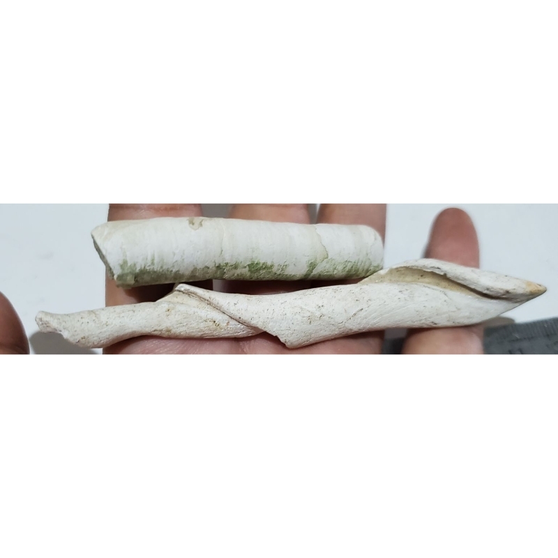 Jual 2 bj bambu laut temuan sungai u koleksi | Shopee Indonesia