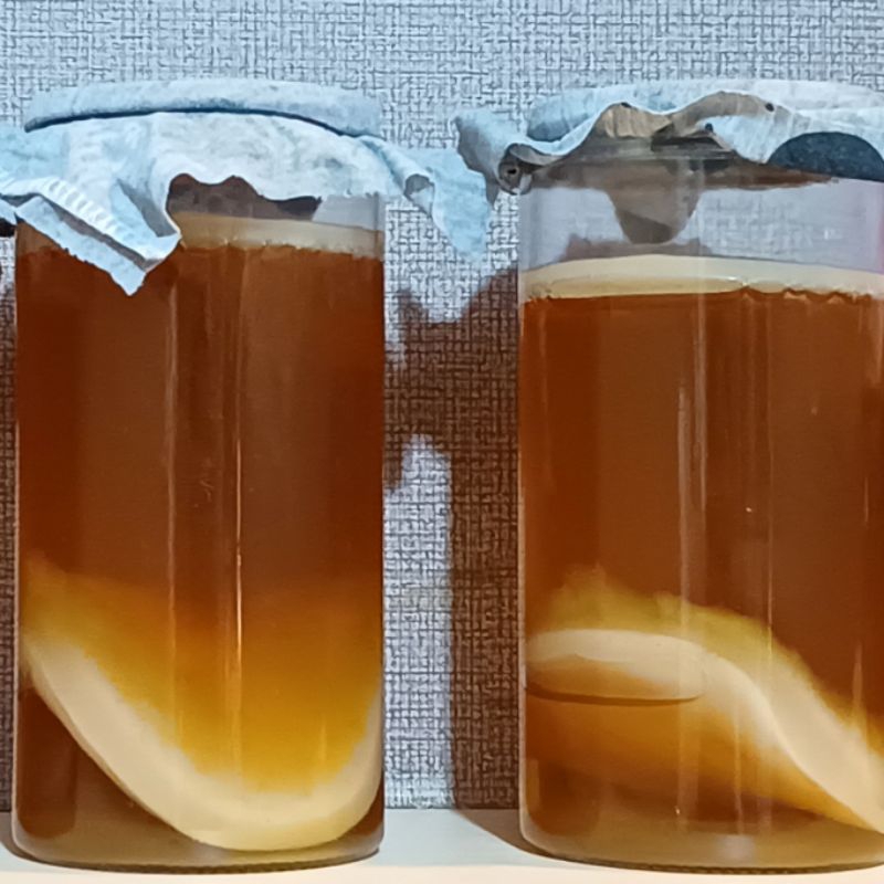 Jual SCOBY Kombucha 8-10 cm - Starter Kit untuk Membuat Kombucha 1 ...