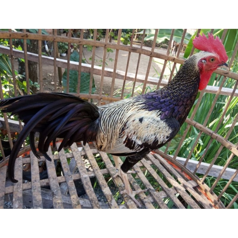 Jual bekisar | Shopee Indonesia