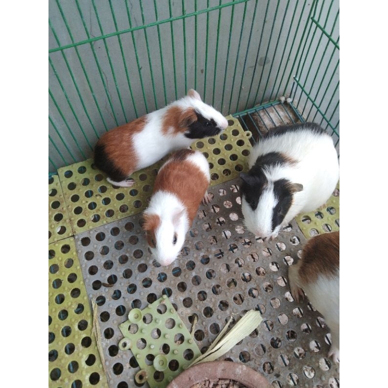 Jual Marmut | Shopee Indonesia