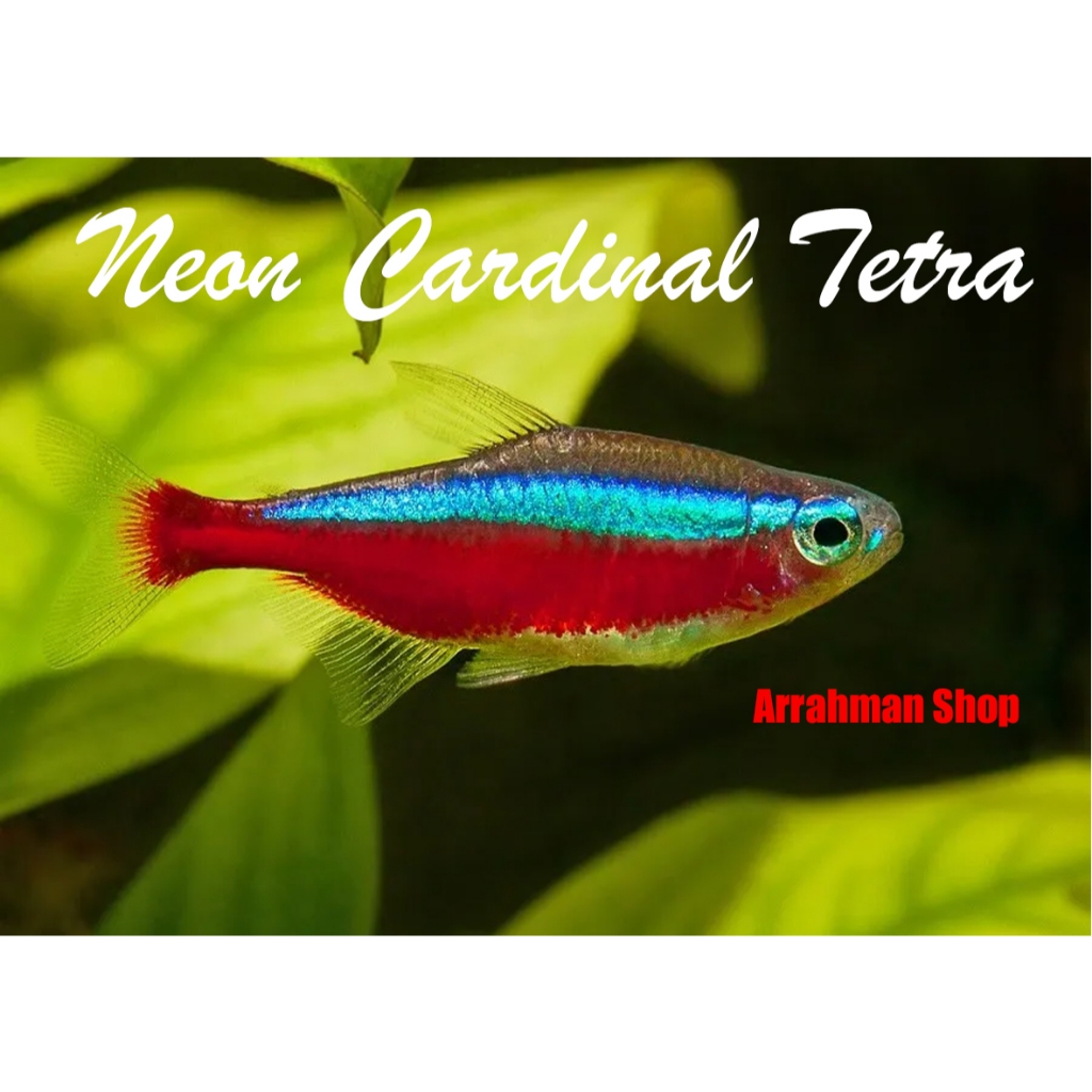 Jual IKAN HIAS AQUASCAPE CARDINAL TETRA - ikan neon cardinal tetra ikan ...