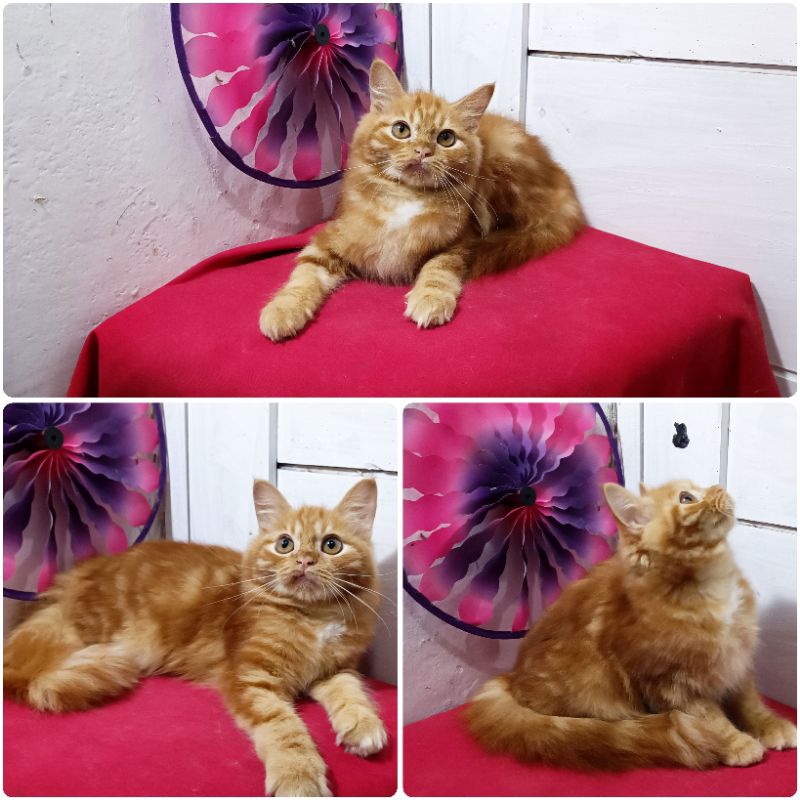 Jual Kucing Persia mainecoon Oren Marbel |Free Ongkirs + Kranjang ...