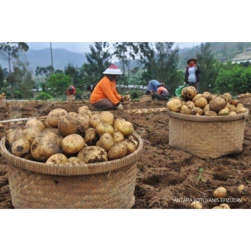 Jual kentang Dieng 1kg kentang sayur 1kg | Shopee Indonesia