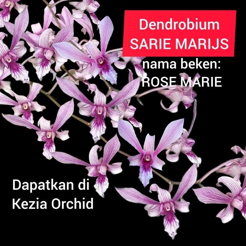 Jual Anggrek Jadulan Dendrobium SARIE MARIJS original (nama bekennya ...