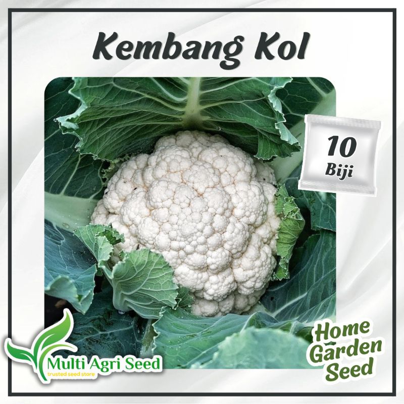 Jual 10 Biji Benih Kembang Kol Bibit Bunga Kol Dataran Rendah | Shopee ...