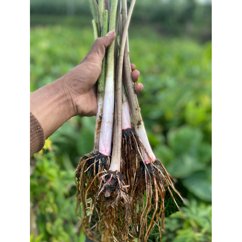 Jual bibit talas pratama 2 spaket isi 12 batang | Shopee Indonesia