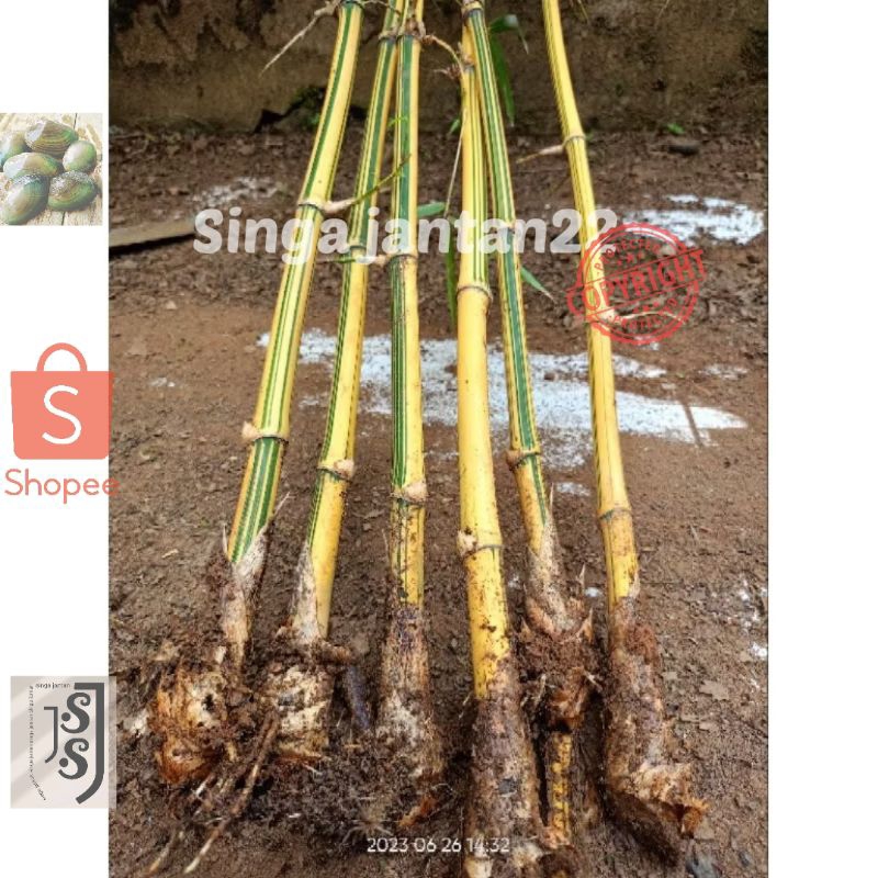 Jual Bibit bambu kuning 50 cm terbaru | Shopee Indonesia
