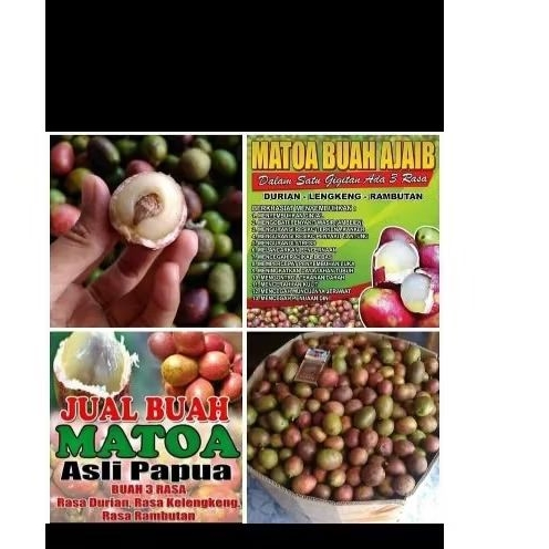 Jual buah matoa 500g (packing aman) | Shopee Indonesia
