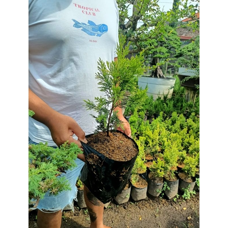 Jual bahan/ bibit bonsai cemara sinensis golden ori (bukan okulasi ...
