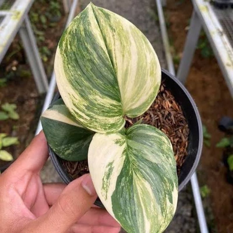 Jual Scindapsus Rubicon 1-2 Daun / Tanaman Hias Koleksi Scindapsus ...