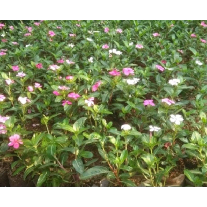 Jual 20 biji bunga tapak dara/vinca | Shopee Indonesia