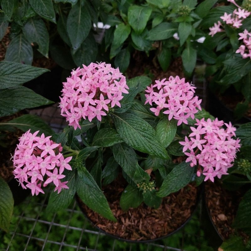 Jual tanaman hias bunga pentas warna sweet, merah, dan candy | Shopee ...