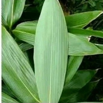 Jual daun bambu segar per 100 lembar | Shopee Indonesia