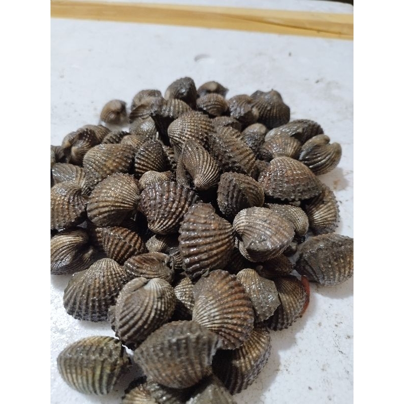 Jual Kerang dara fresh dan segar.masih hidup 1kg | Shopee Indonesia