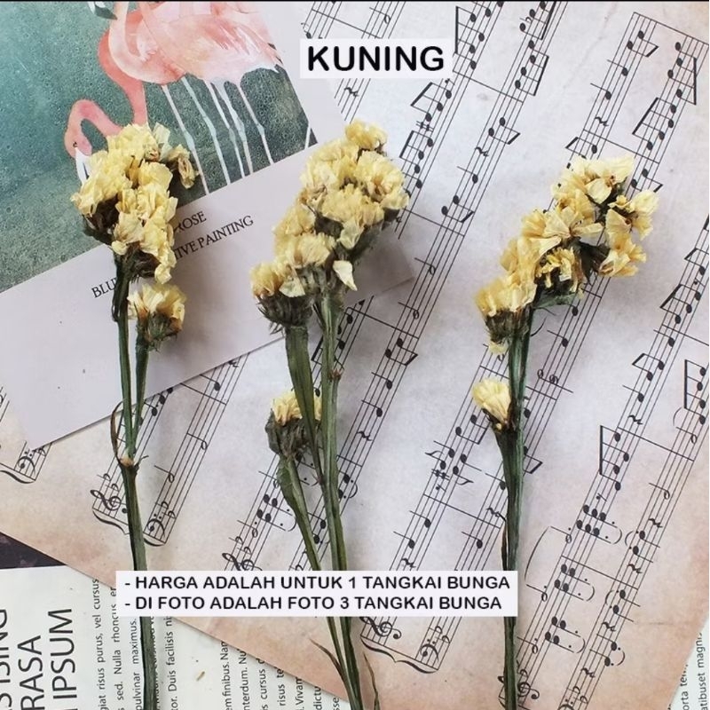 Jual BUNGA KERING ASLI Forget Me Not Real Dry Dried Flower Resin Art ...